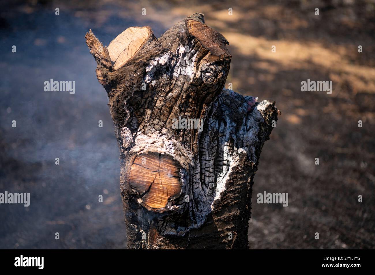 Closeup of dead gray tree trunk turned into black coal after a fire ...