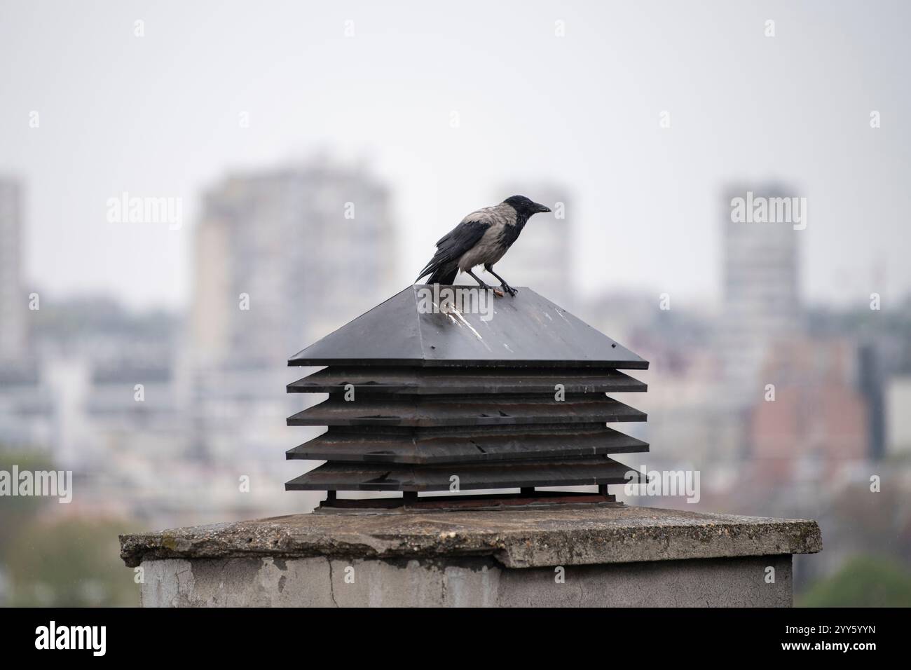 A gray adult crow with black wings standing on chimney system on flat ...