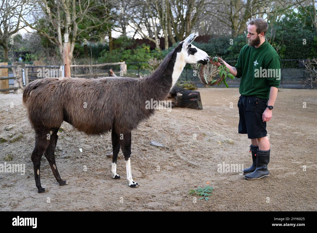 Giraffes and llamas at London zoo were treated to edible wreaths and ...