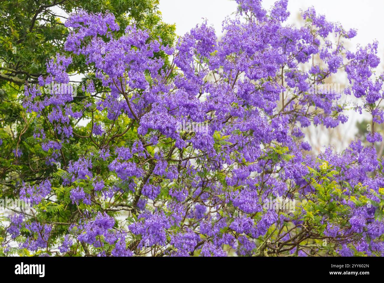 Photograph of a large Jacaranda tree with colourful violet blossoms in ...