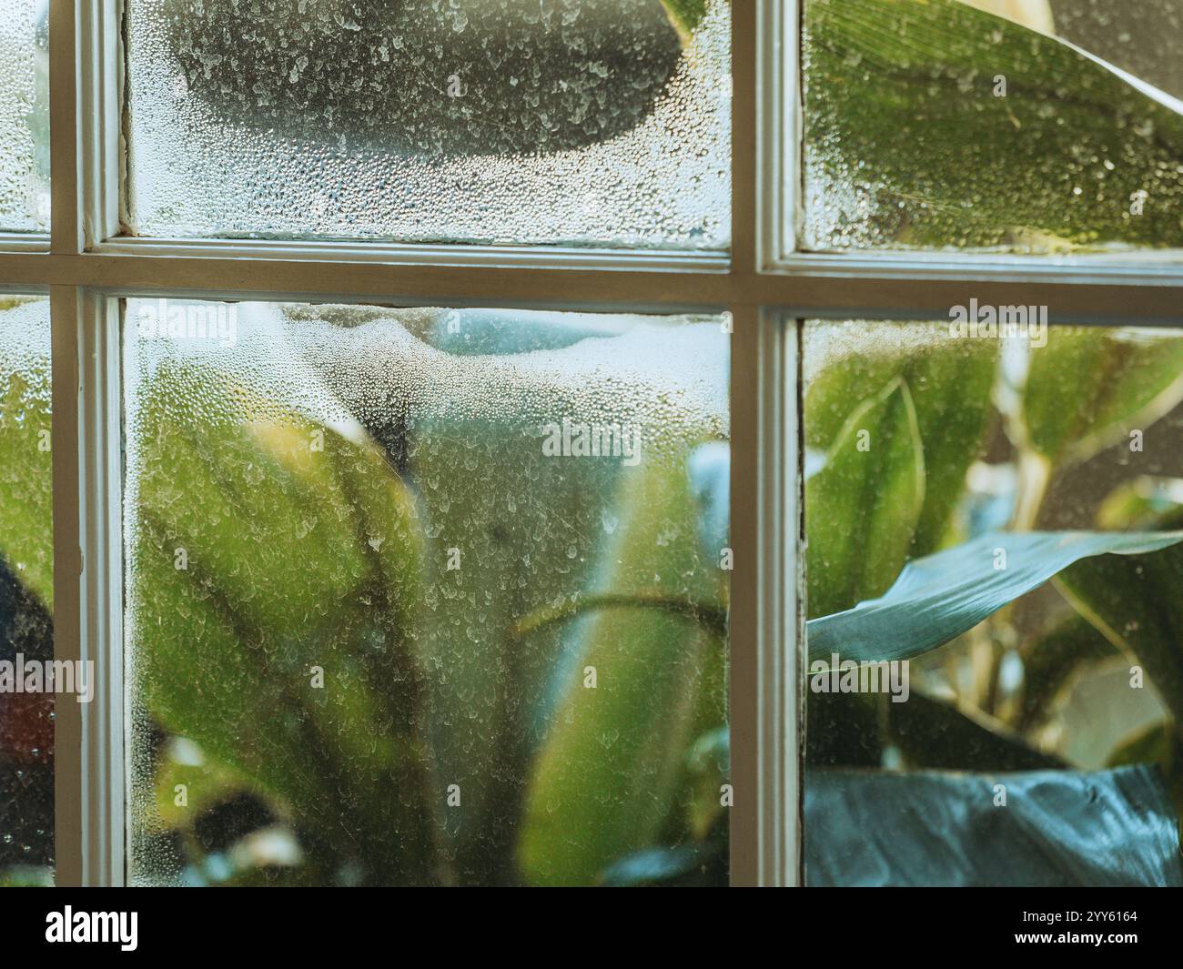 Dewey wet window abstract background with green leafy plants Stock ...