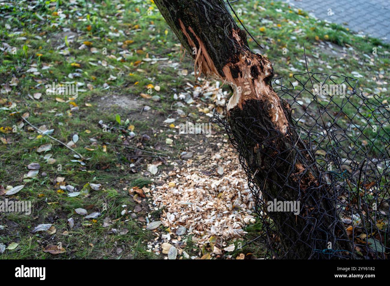 A close-up of a beaver-damaged tree, with fresh wood shavings on the ...