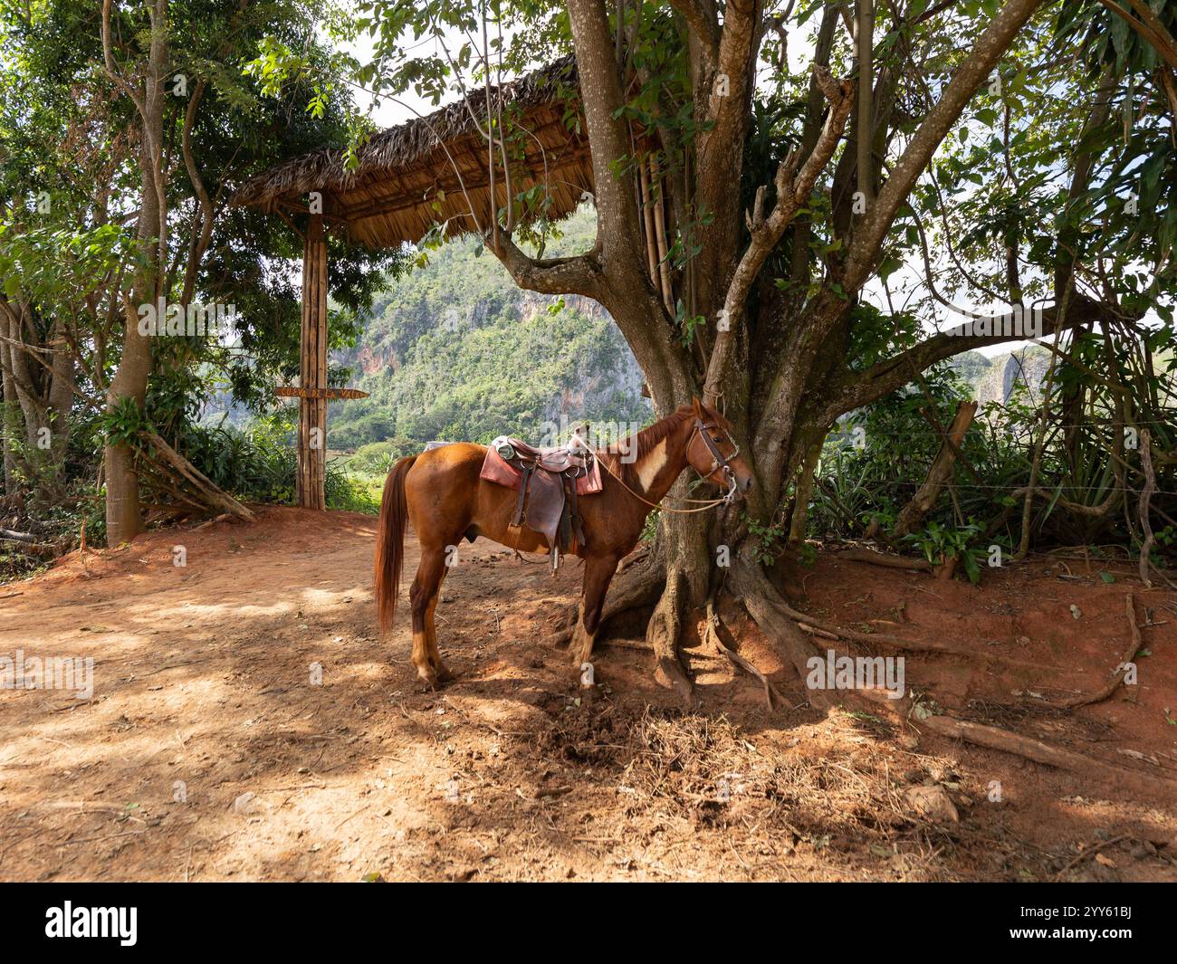 Beautiful horse in natural hi-res stock photography and images - Alamy