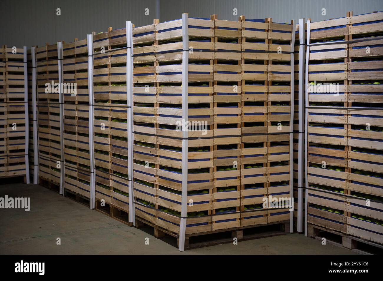 Freshly harvested ripe green apples in wooden crates in orchard ...
