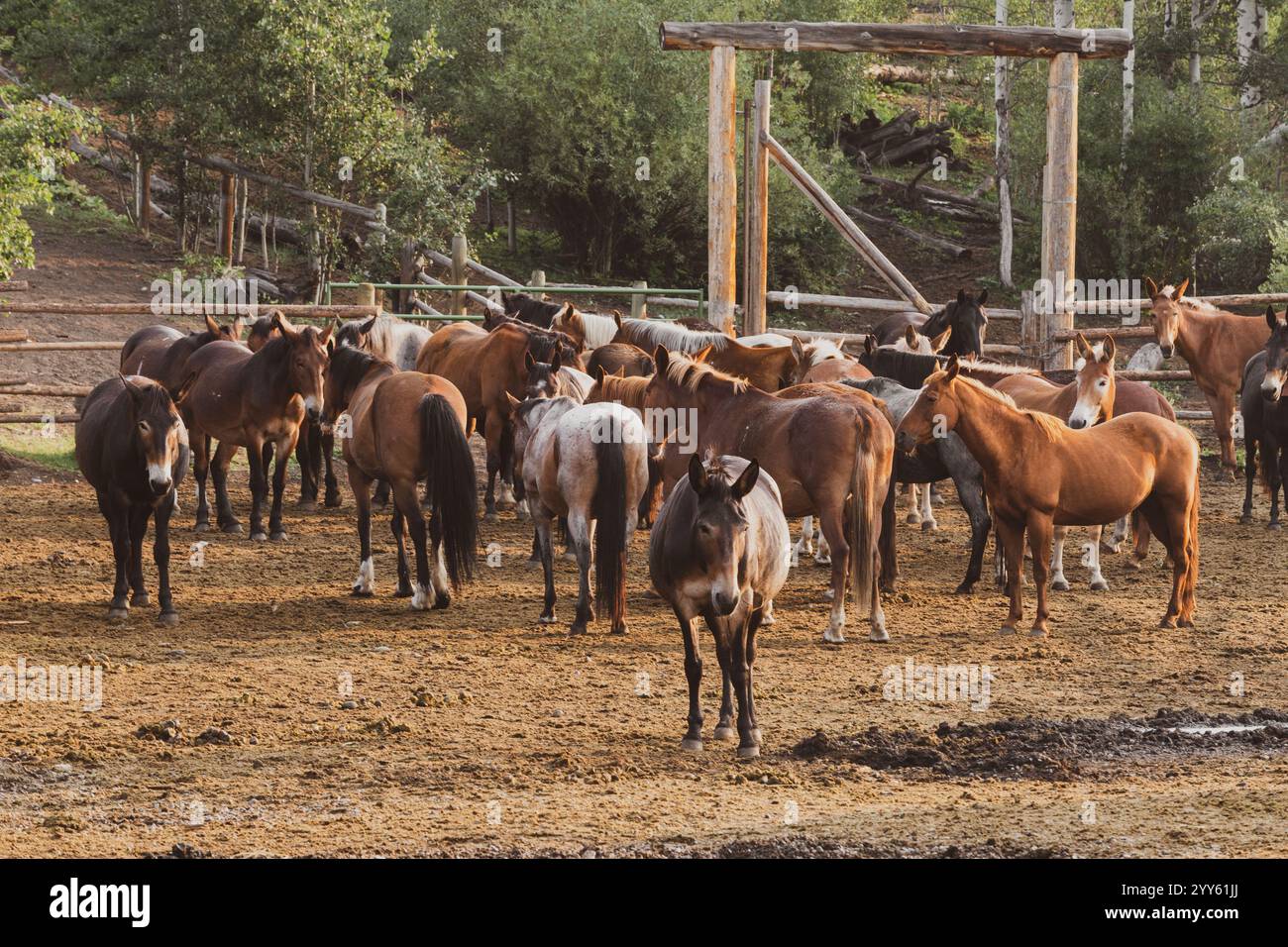 Horses in Dude Ranch Corral Stock Photo - Alamy