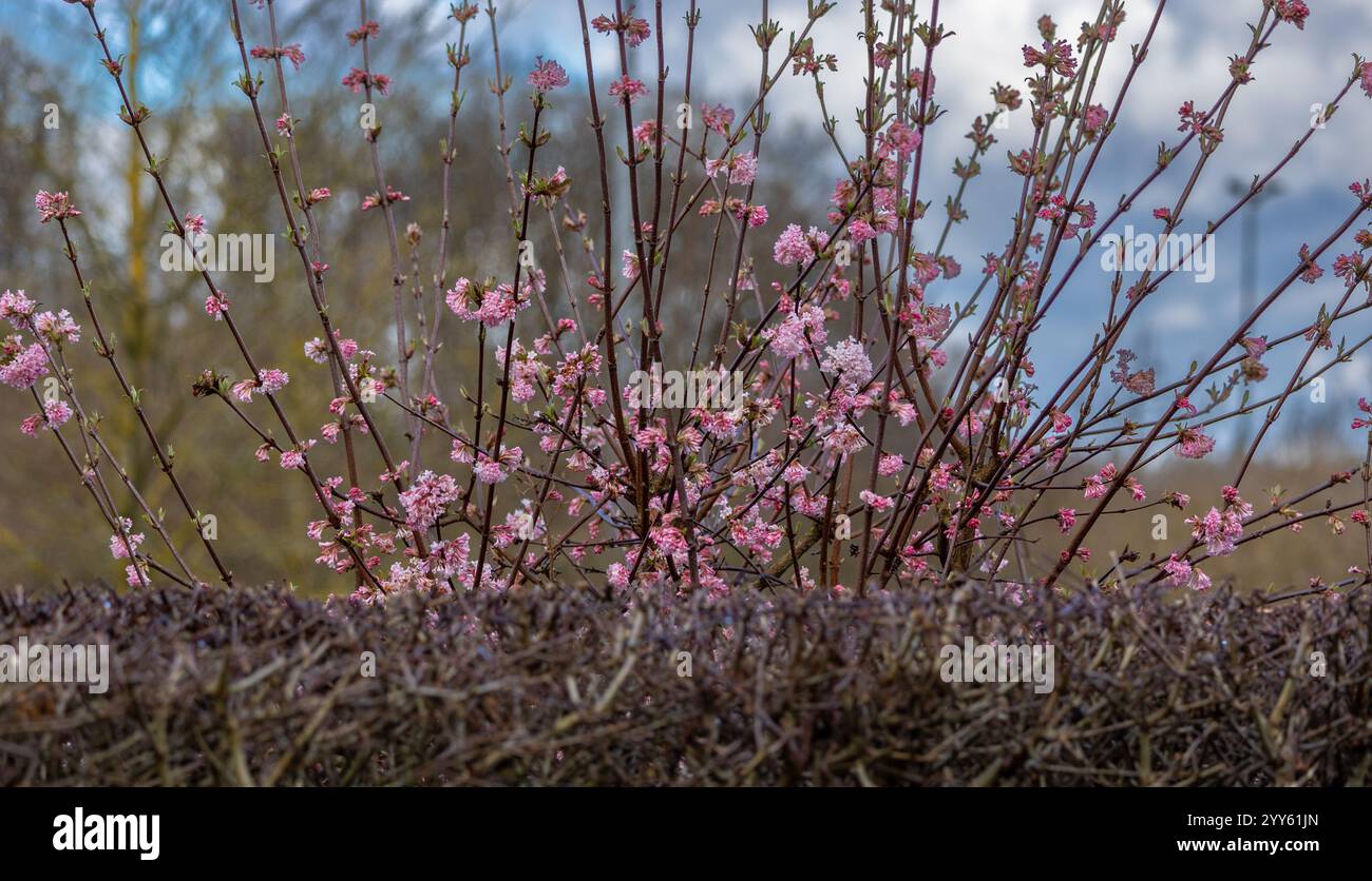 Winter snowball (Viburnum bodnantense Dawn Stock Photo - Alamy