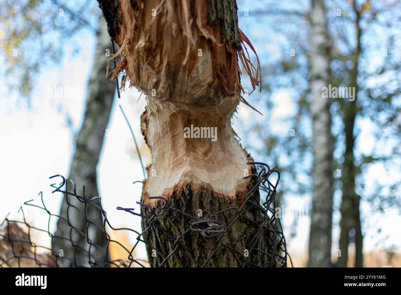 Beaver gnawing a tree hi-res stock photography and images - Alamy