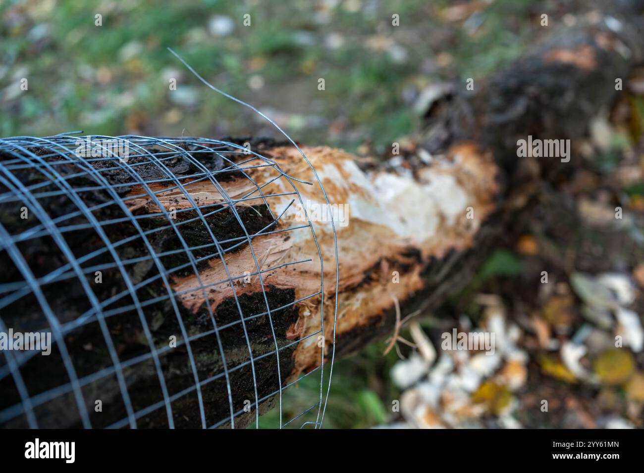 Beaver Damage and Tree Protection Measures Stock Photo - Alamy