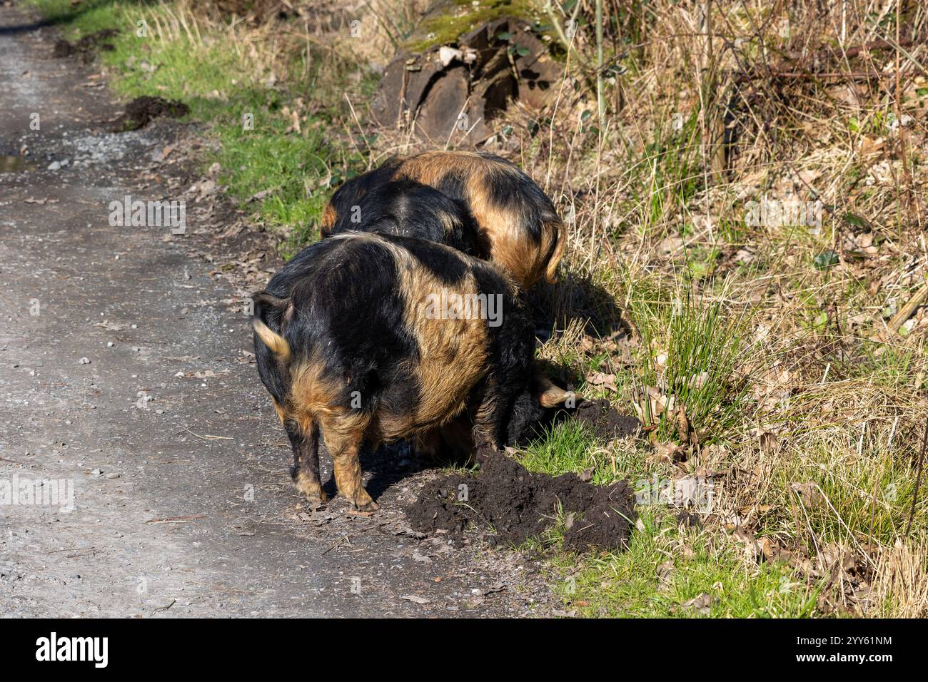 kune kune pigs eating fresh grass Stock Photo - Alamy