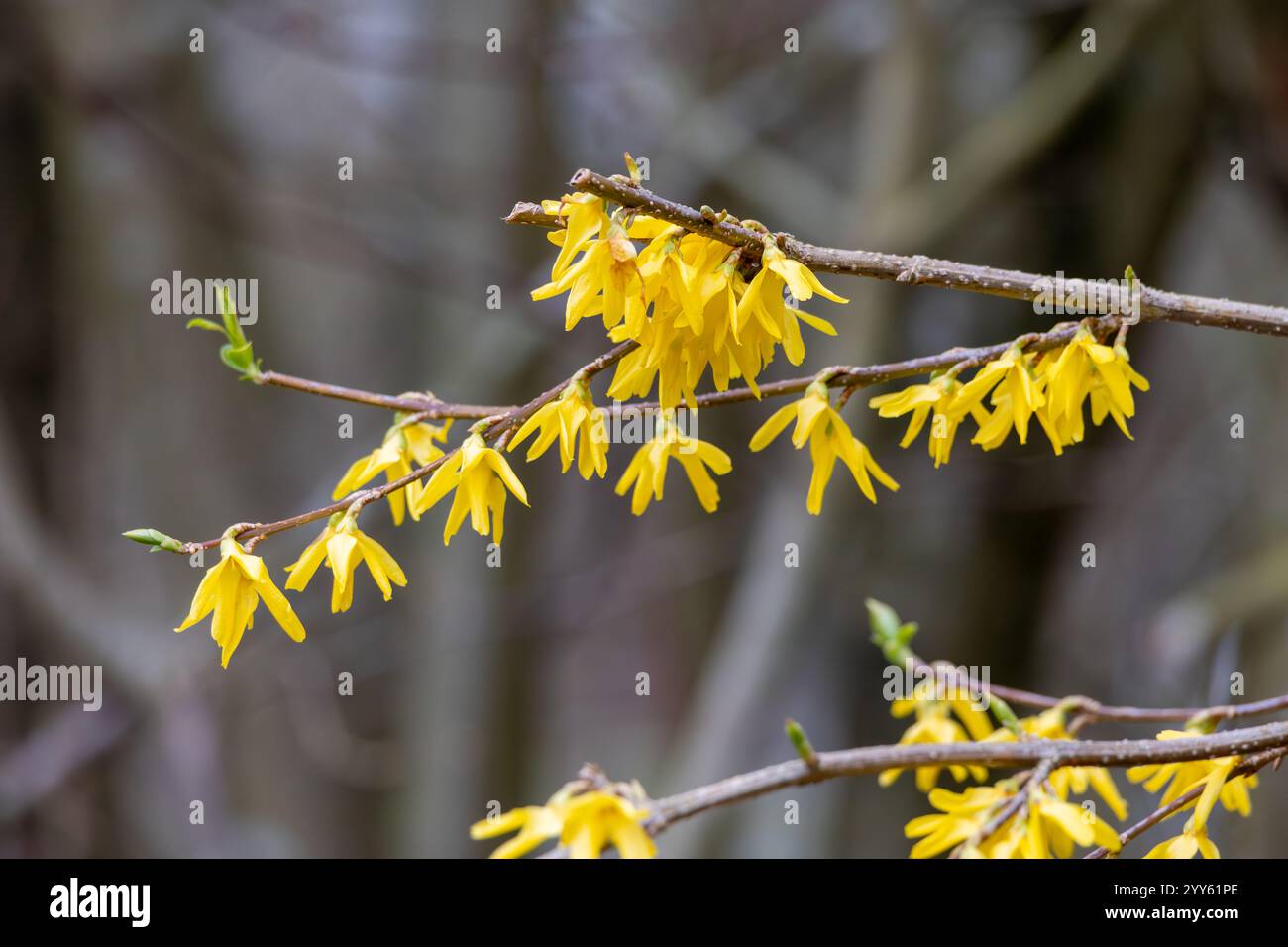 Colorful yellow flowers growing in a garden. Closeup of beautiful ...