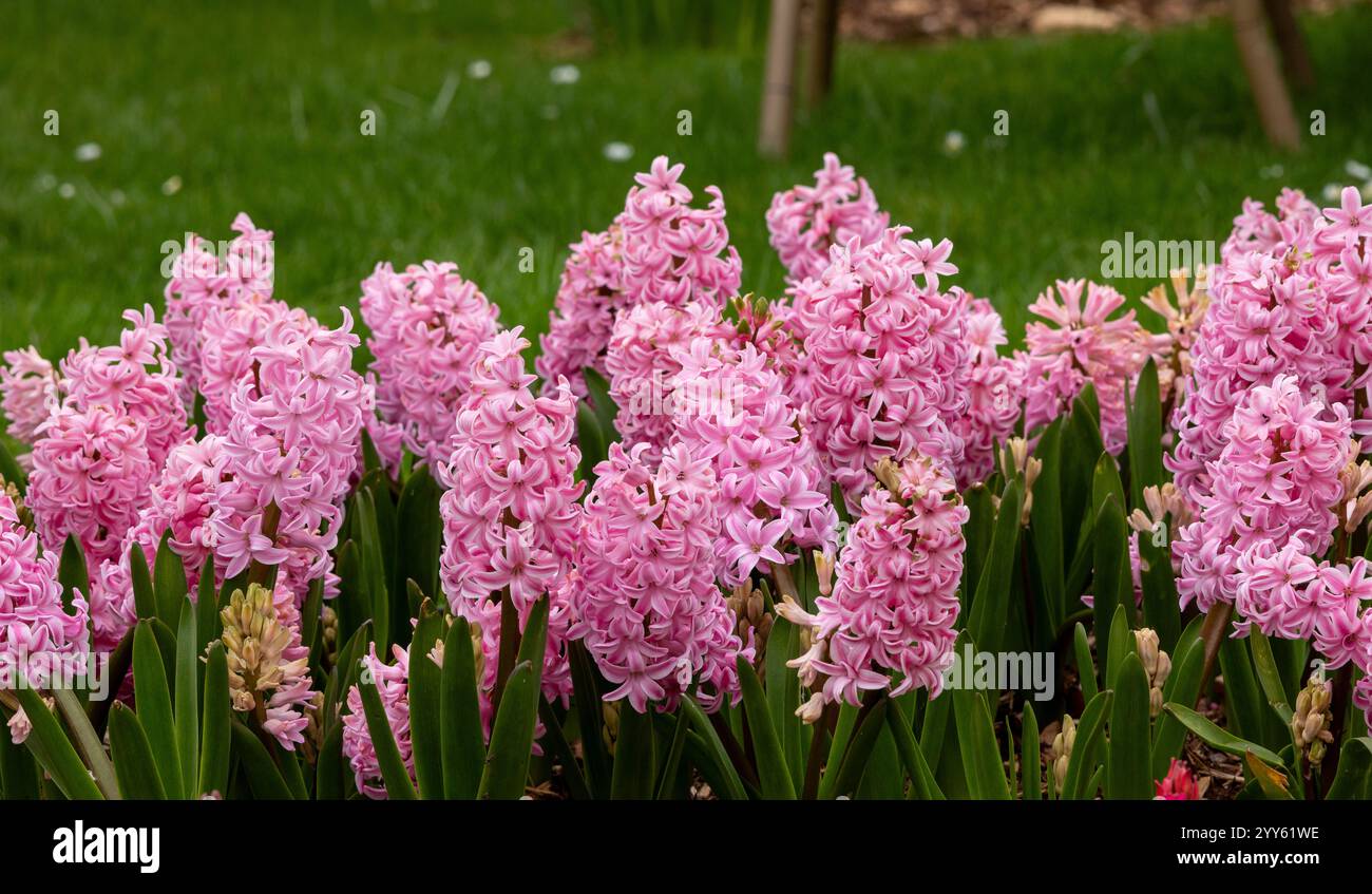 Purple blue and pink hyacinths hi-res stock photography and images - Alamy