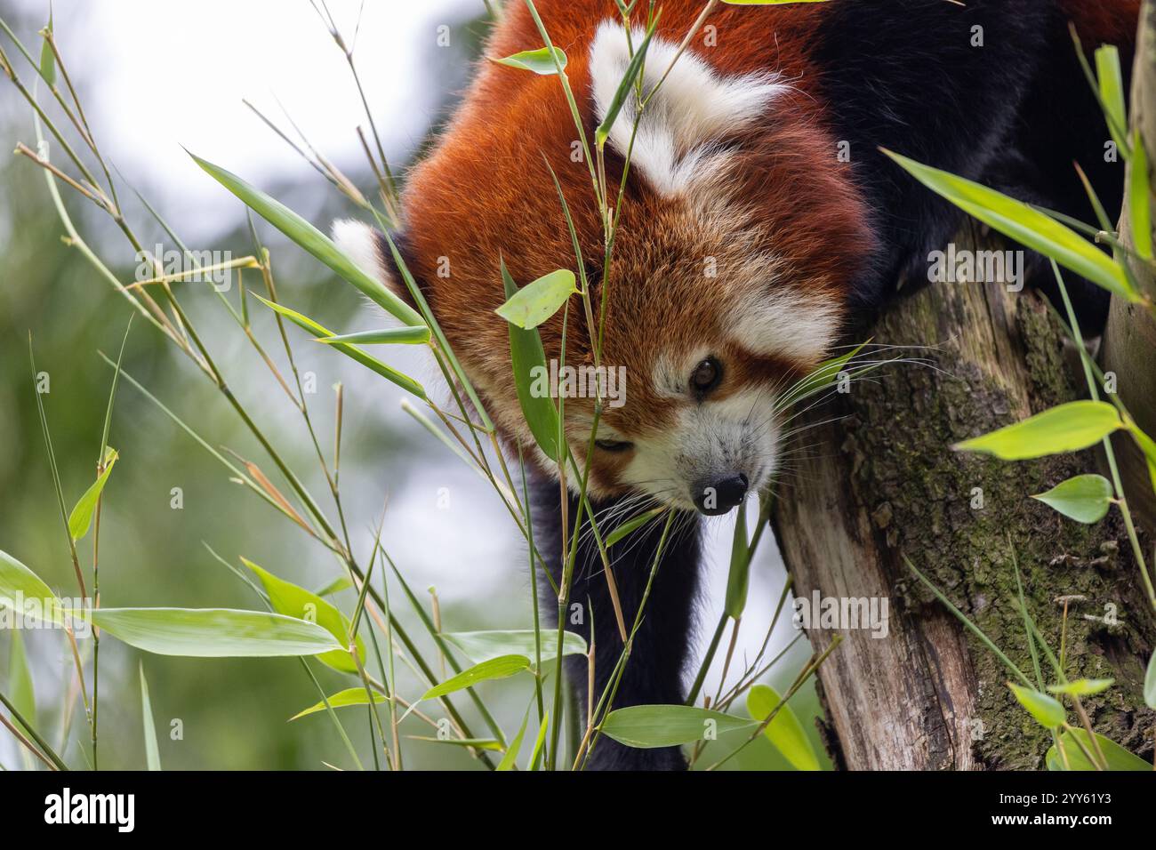 Lesser panda ailurus fulgens resting hi-res stock photography and images - Alamy