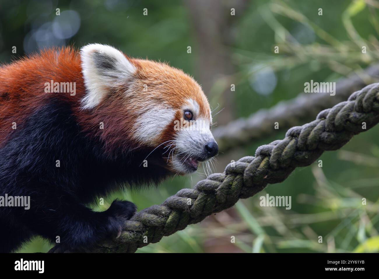 Western red panda (Ailurus fulgens fulgens), also known as the Nepalese ...