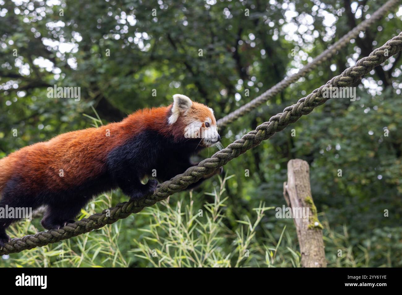 Western red panda (Ailurus fulgens fulgens), also known as the Nepalese ...