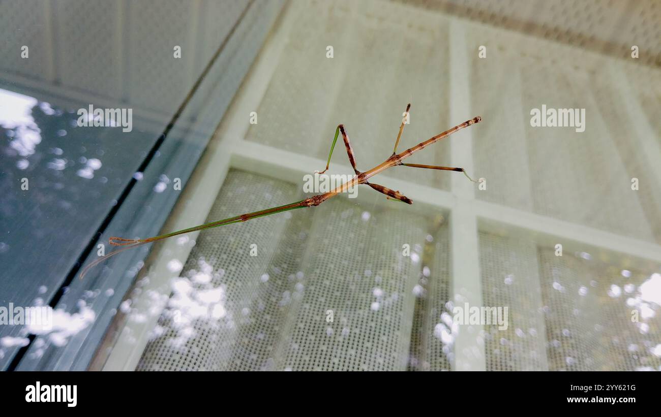 Walking Stick Insect on Exterior Window Stock Photo - Alamy