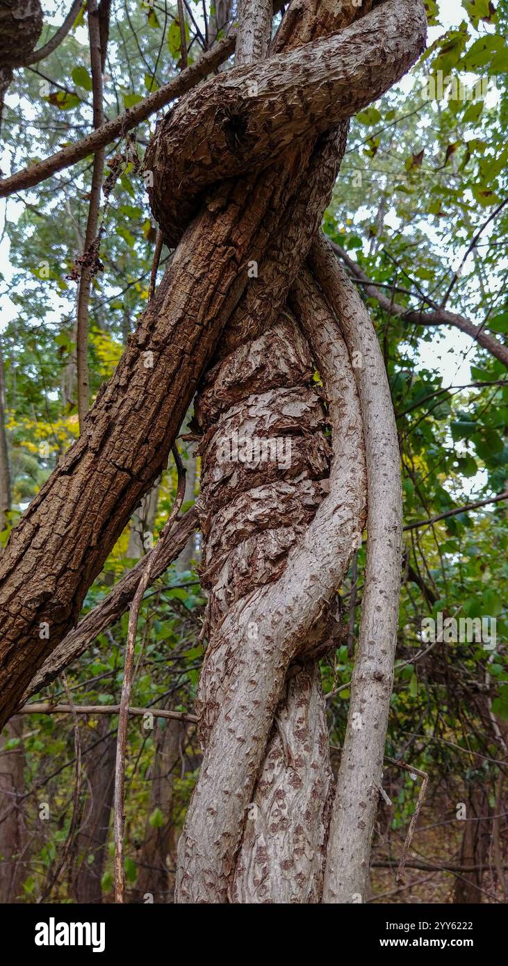 Strangling vine hi-res stock photography and images - Alamy