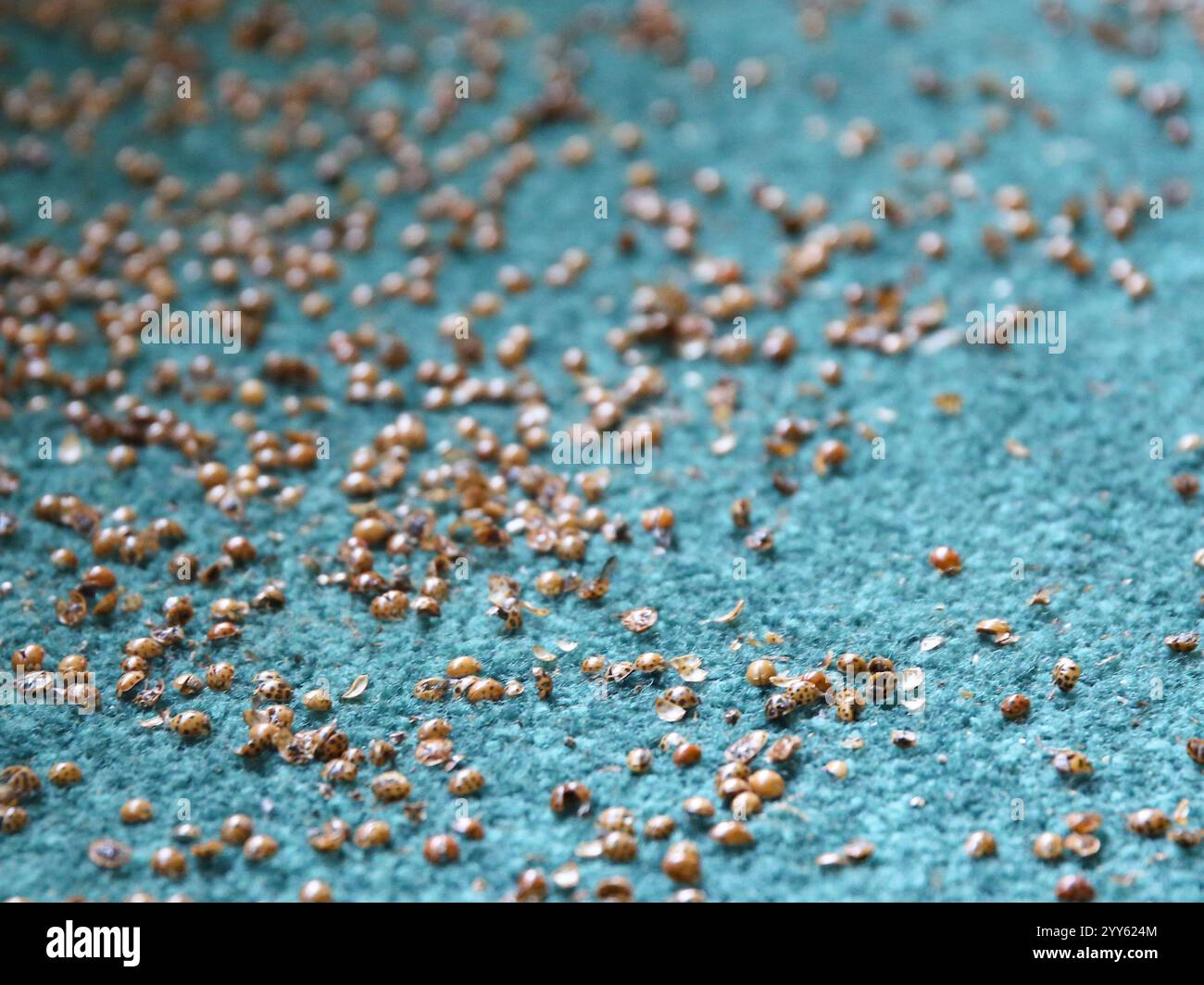 Dead Insects Ladybug Beetles on Carpet Infestation Stock Photo - Alamy