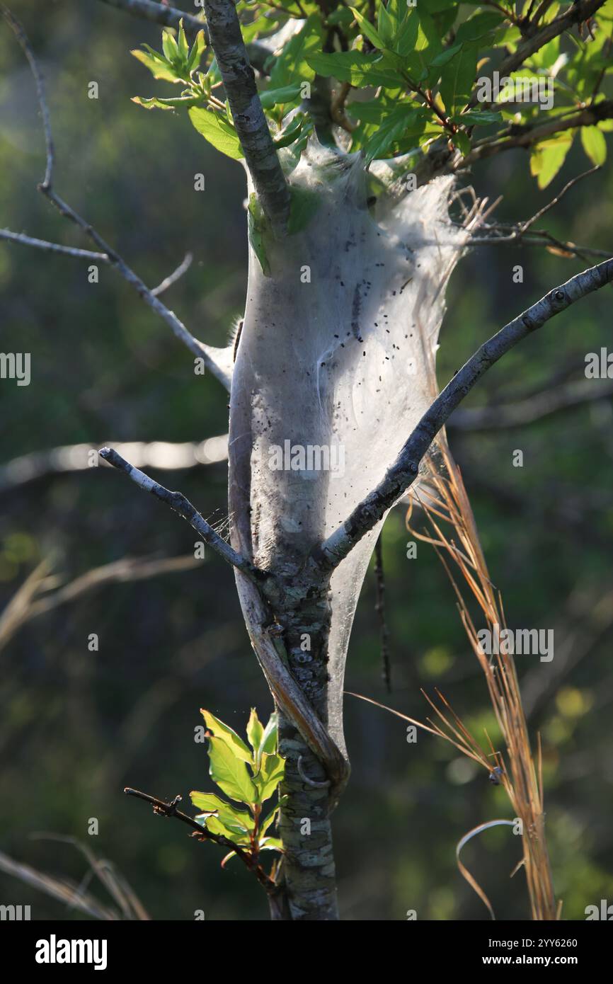 Eastern Tent Caterpillars Moth Invasive Insect on Tree Stock Photo - Alamy