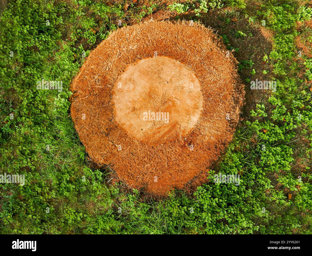 Stump of a freshly cut palm tree. Taken in the botanical garden in Pisa ...