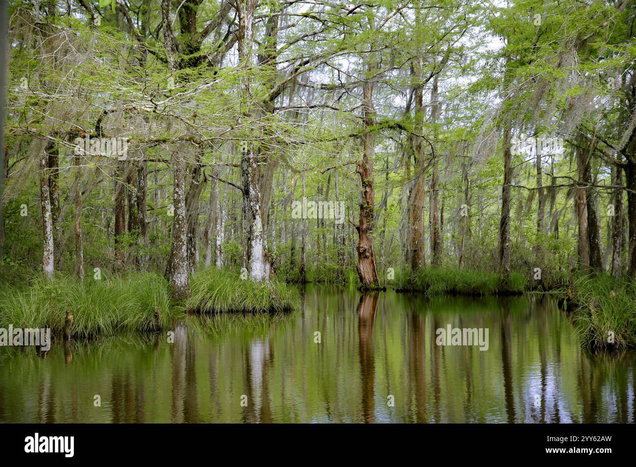 Louisiana Swamp Bayou Cypress Trees Reflection in Water Stock Photo - Alamy