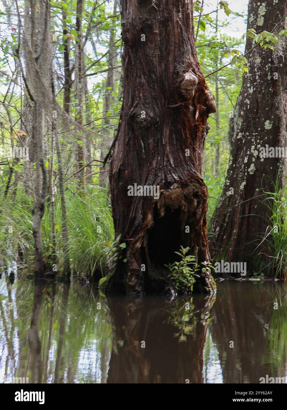 Louisiana Swamp Bayou Cypress Trees Reflection in Water Stock Photo - Alamy