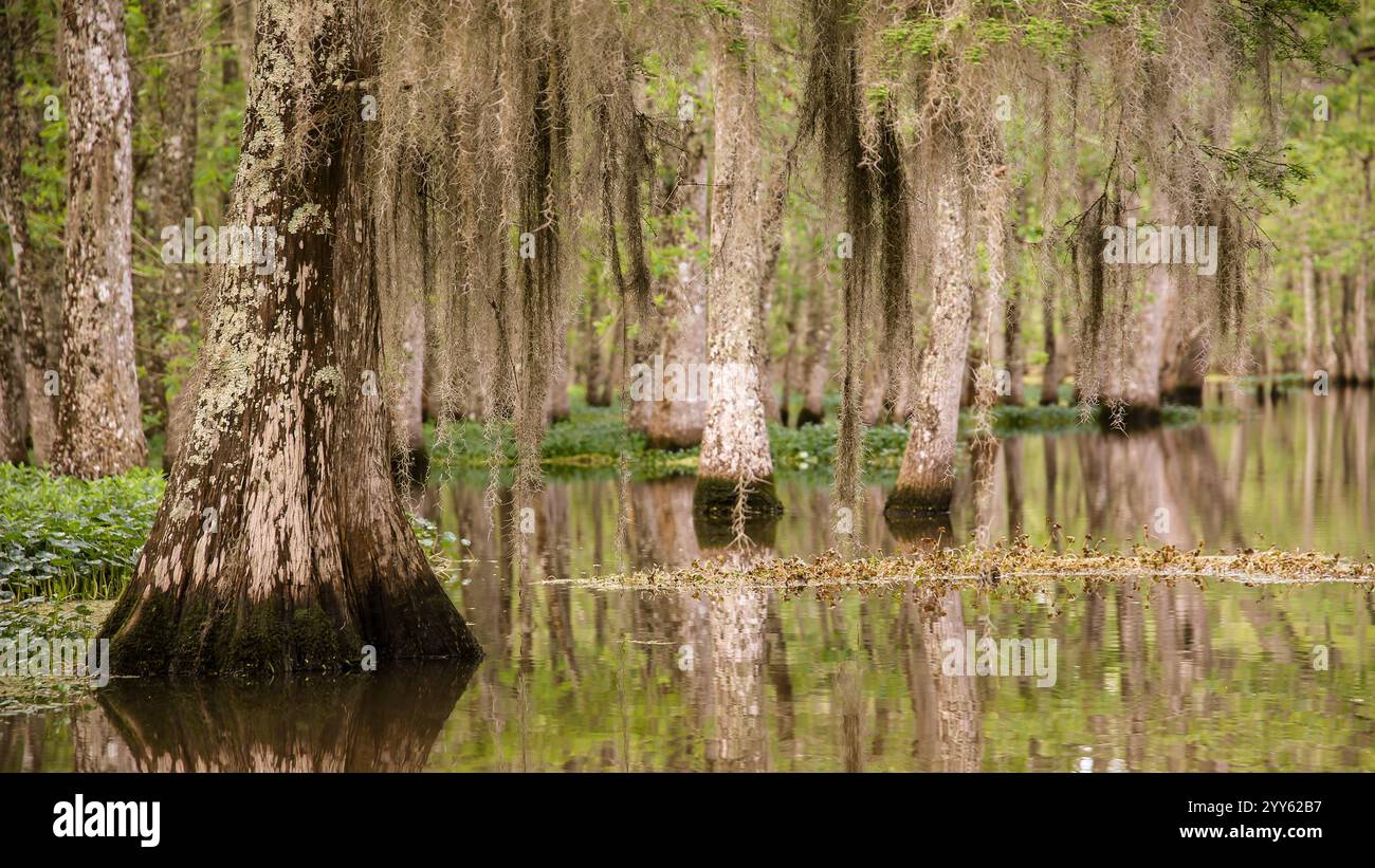 Louisiana Swamp Bayou Cypress Trees Reflection in Water Stock Photo - Alamy
