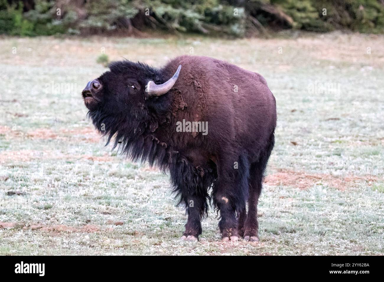 Closeup of American Plains Bison (Bison bison) standing on grassy ...