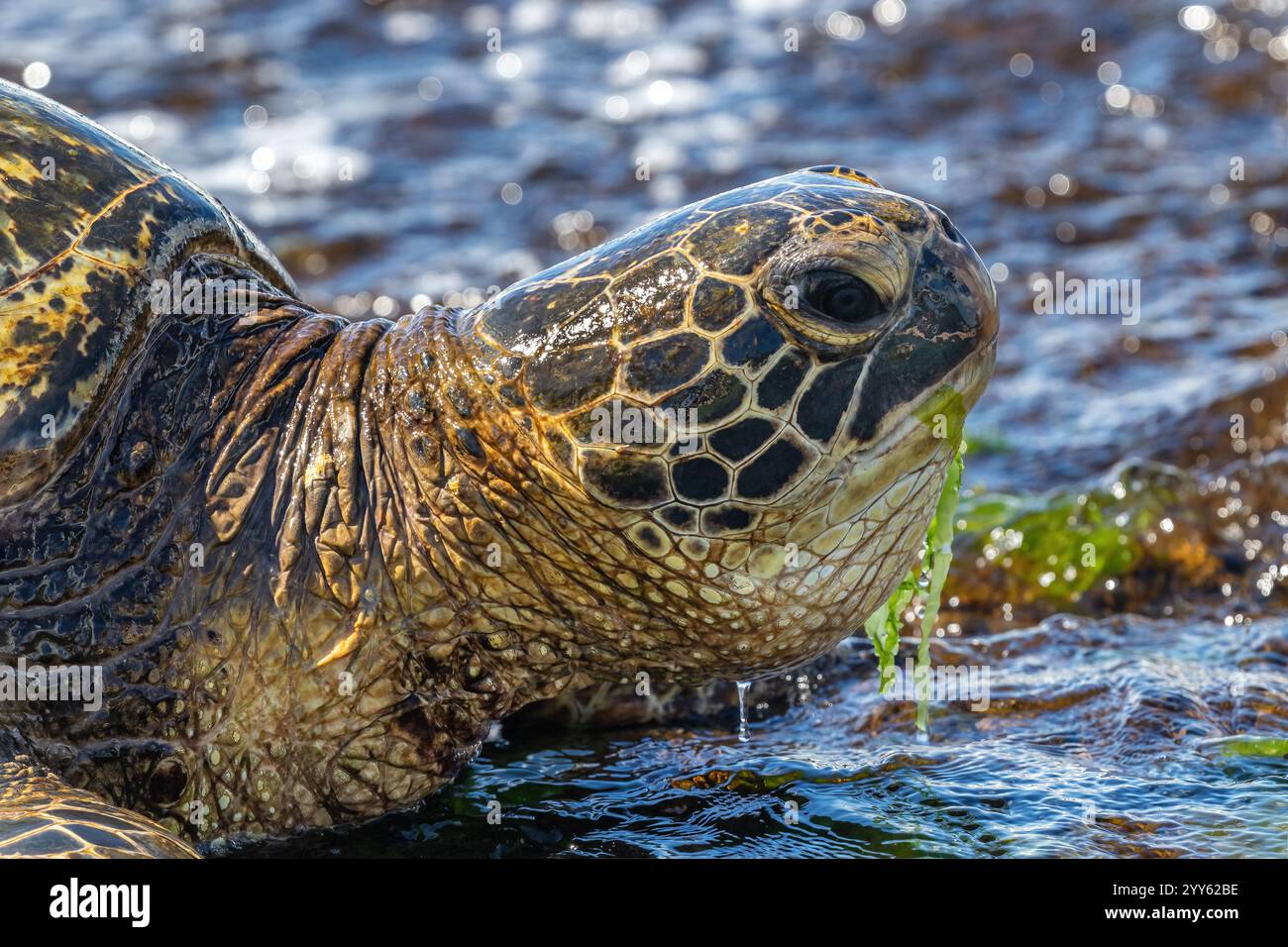Closeup view of Green sea turtle (chelonia mydas), on the beach in Oahu ...