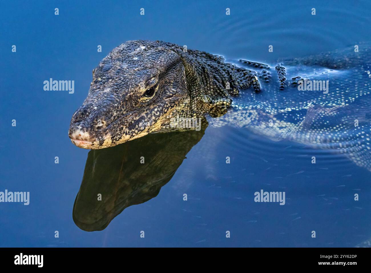 Asian Water Monitor lizard (Varanus salvator) in lake at Lumphini Park ...