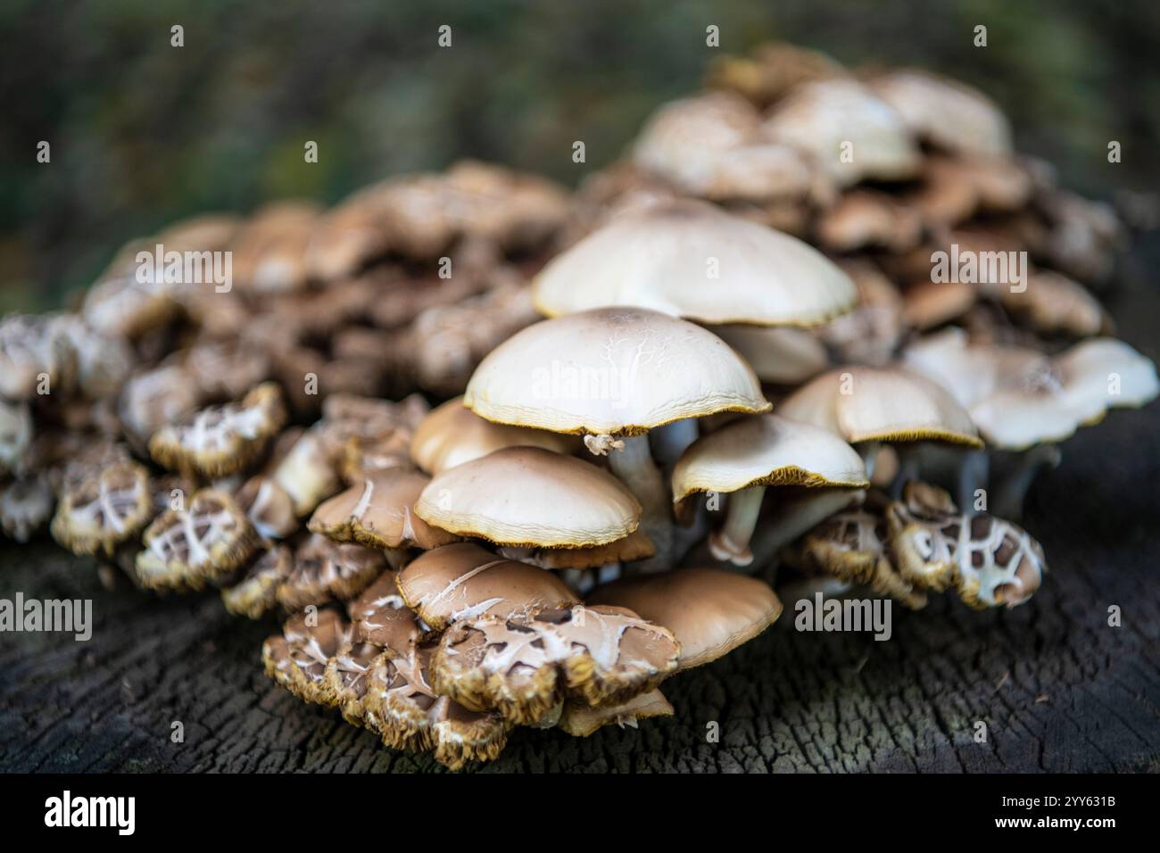 Beautiful Mushrooms grow from the root of the cut down tree in a forest ...