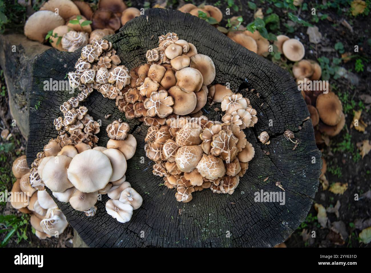Beautiful Mushrooms grow from the root of the cut down tree in a forest ...