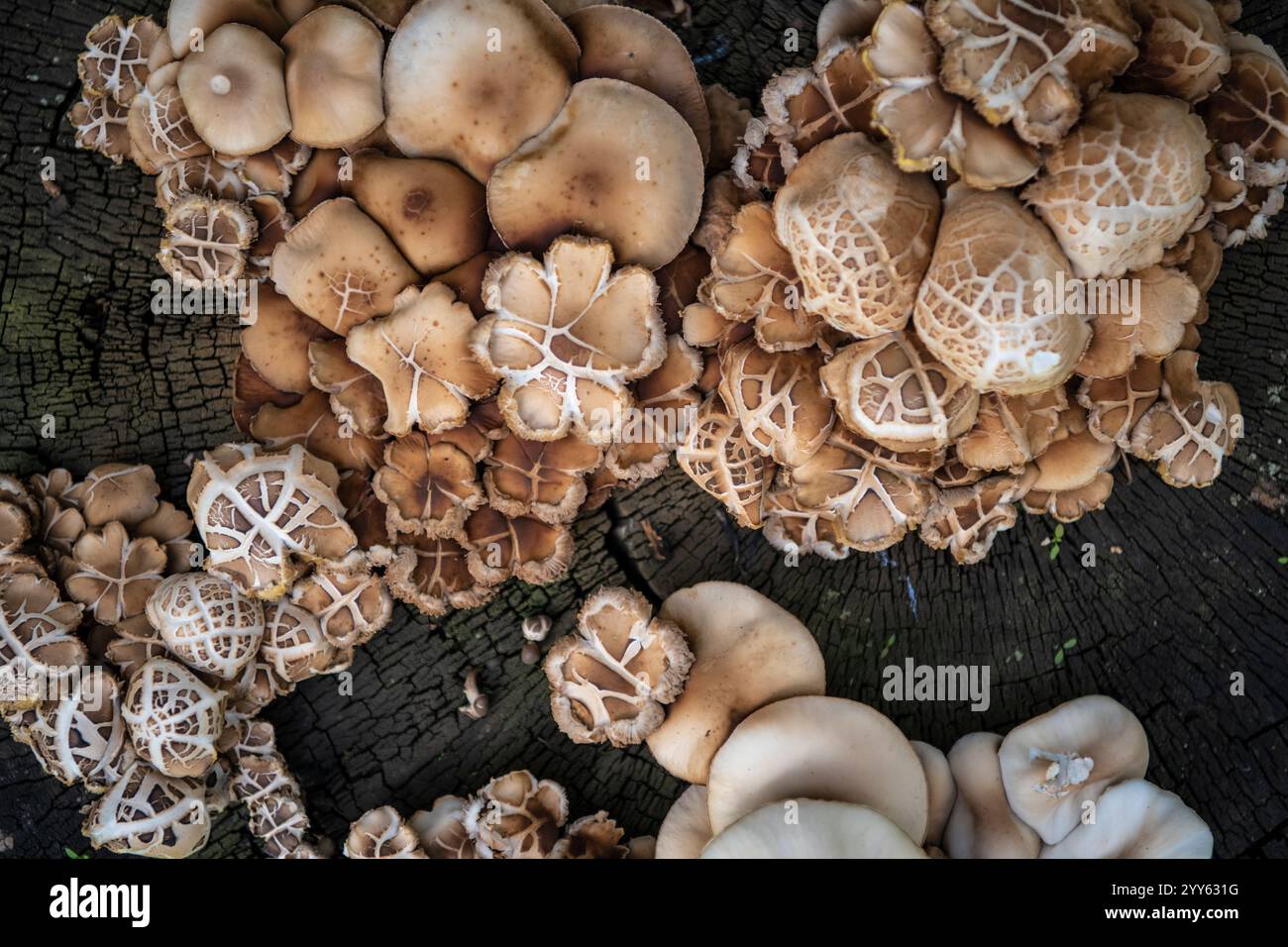 Beautiful Mushrooms grow from the root of the cut down tree in a forest ...