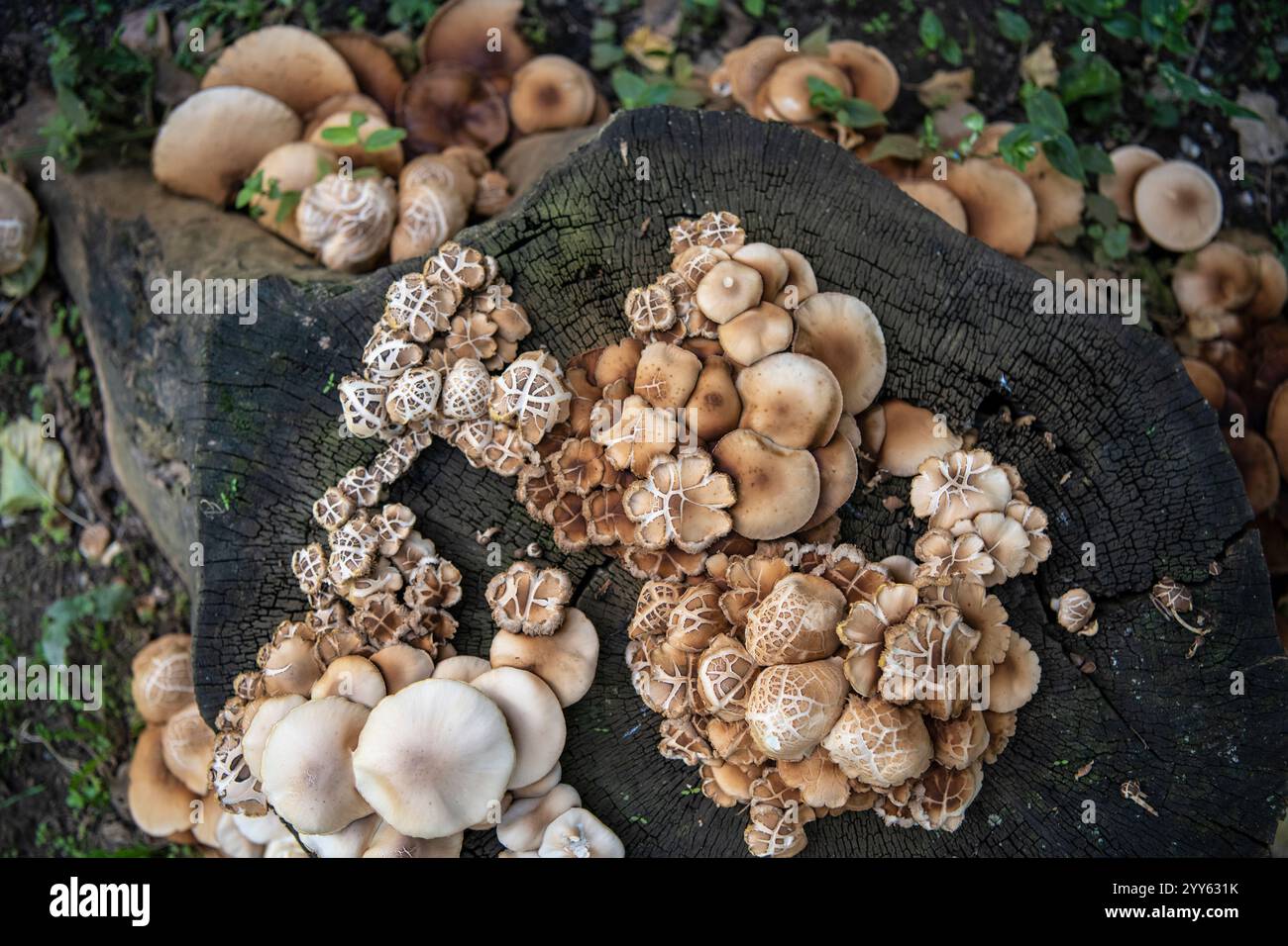 Beautiful Mushrooms grow from the root of the cut down tree in a forest ...