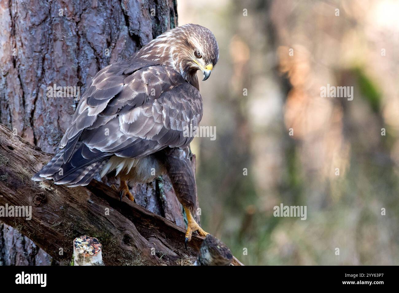Bussard Bussard Bussard *** Buzzard Buzzard Buzzard Stock Photo - Alamy
