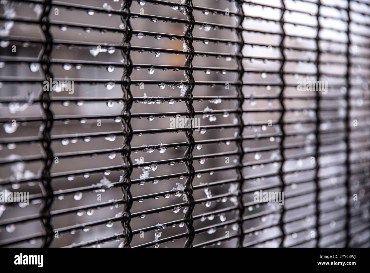 Close-up of icicle and dewdrop hanging on grid fence, wire mesh, on ...
