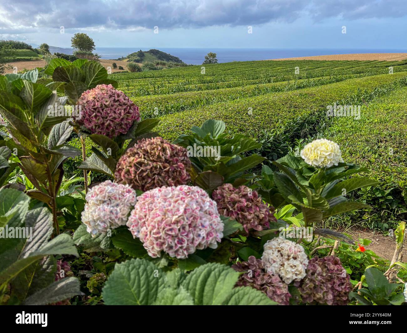 Furnas, Portugal. 02nd Oct, 2024. The tea plantations of Cha Porto ...