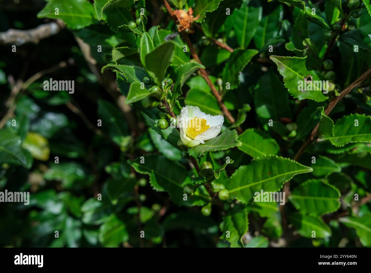 Furnas, Portugal. 01st Oct, 2024. Tea bushes on the Cha Porto Formoso ...