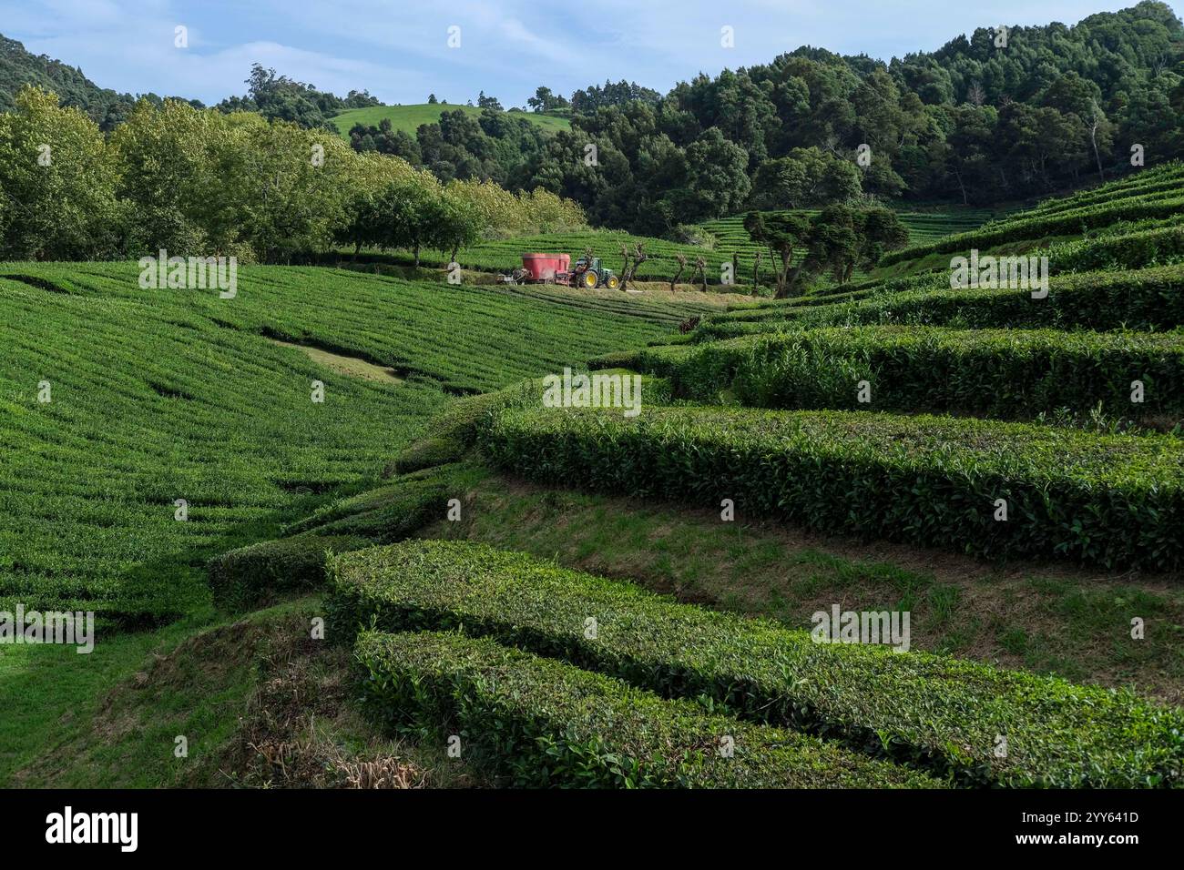 Furnas, Portugal. 02nd Oct, 2024. The tea plantations of tea producer ...