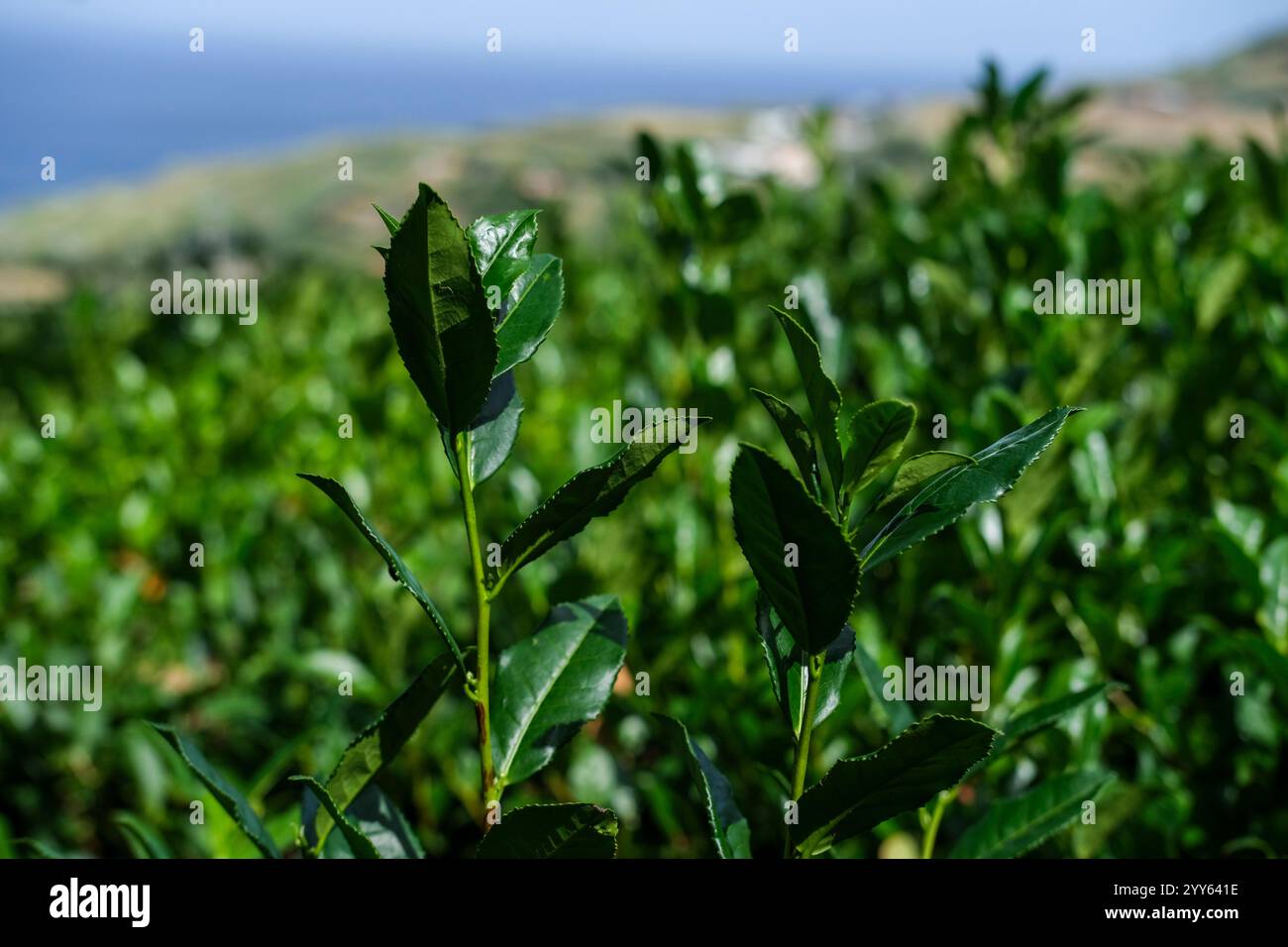 Furnas, Portugal. 01st Oct, 2024. Tea bushes on the Cha Porto Formoso ...
