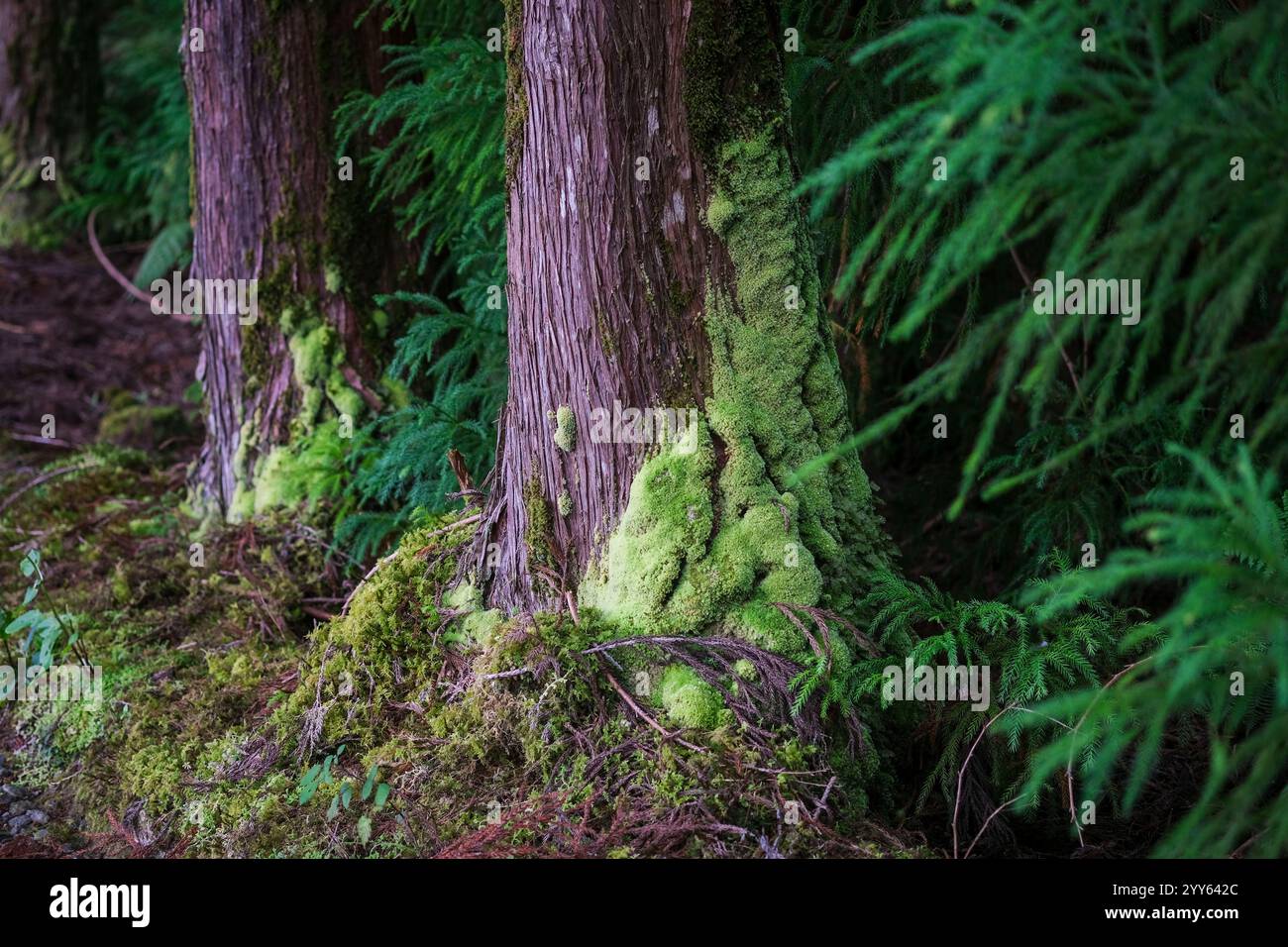 Angra Do Heroismo, Portugal. 22nd Sep, 2024. Sickle fir trees ...
