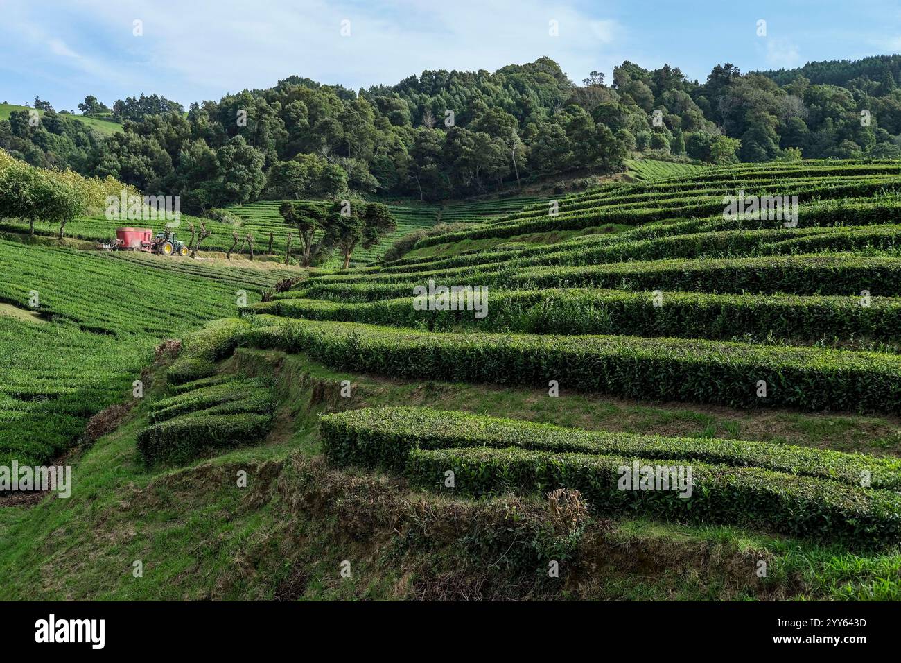 Furnas, Portugal. 02nd Oct, 2024. The tea plantations of tea producer ...