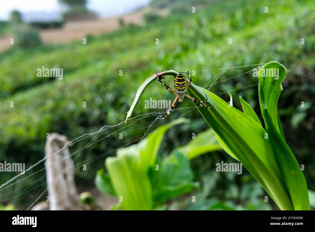 Furnas, Portugal. 02nd Oct, 2024. A wasp spider has built a nest ...