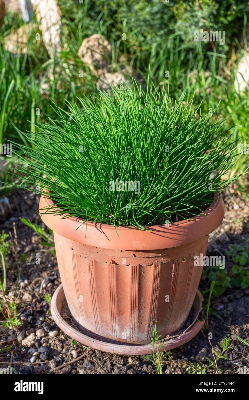 Perennial young chives in a pot. Ornamental flowering plants Stock ...