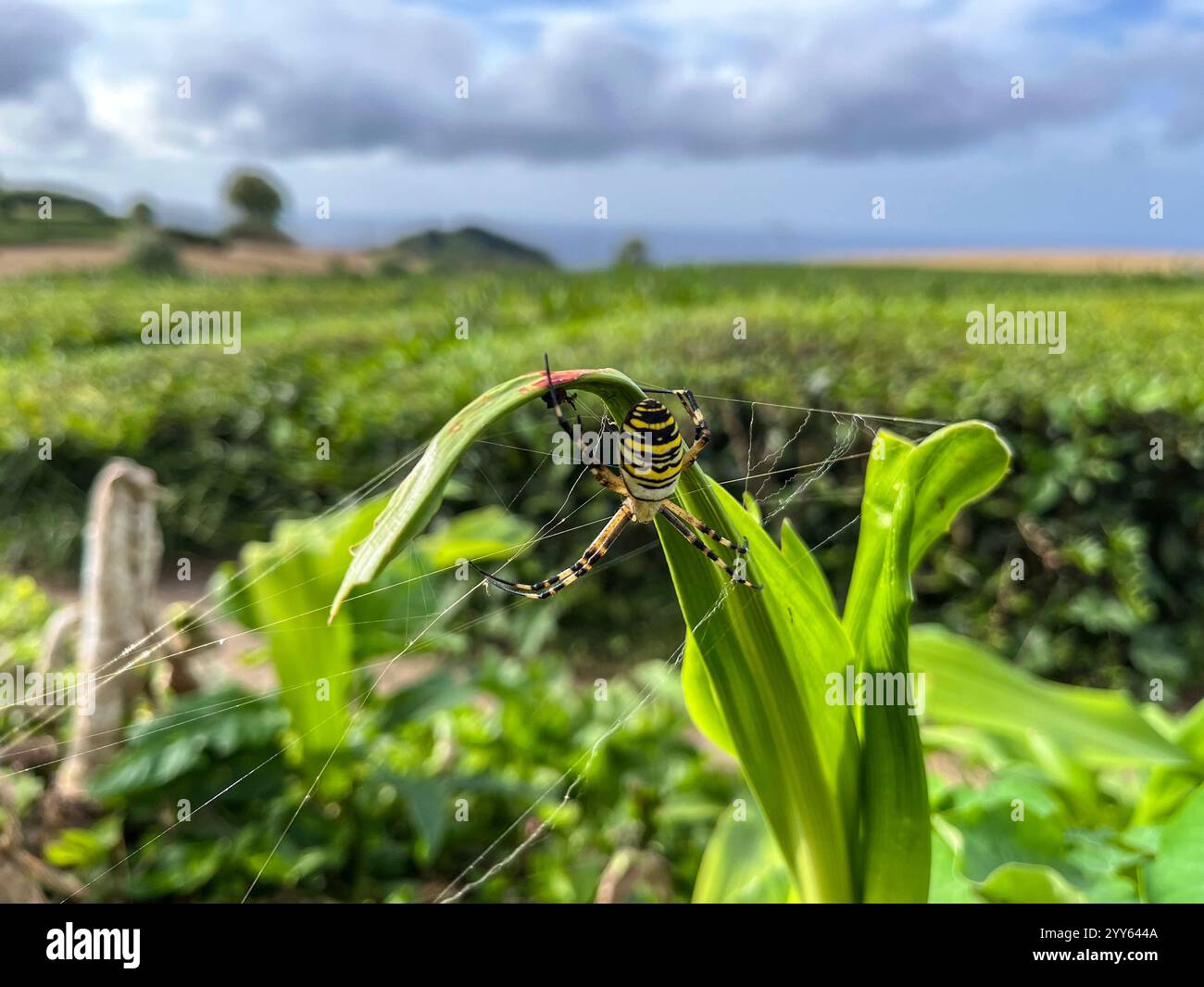 Furnas, Portugal. 02nd Oct, 2024. A wasp spider has built a nest near a ...