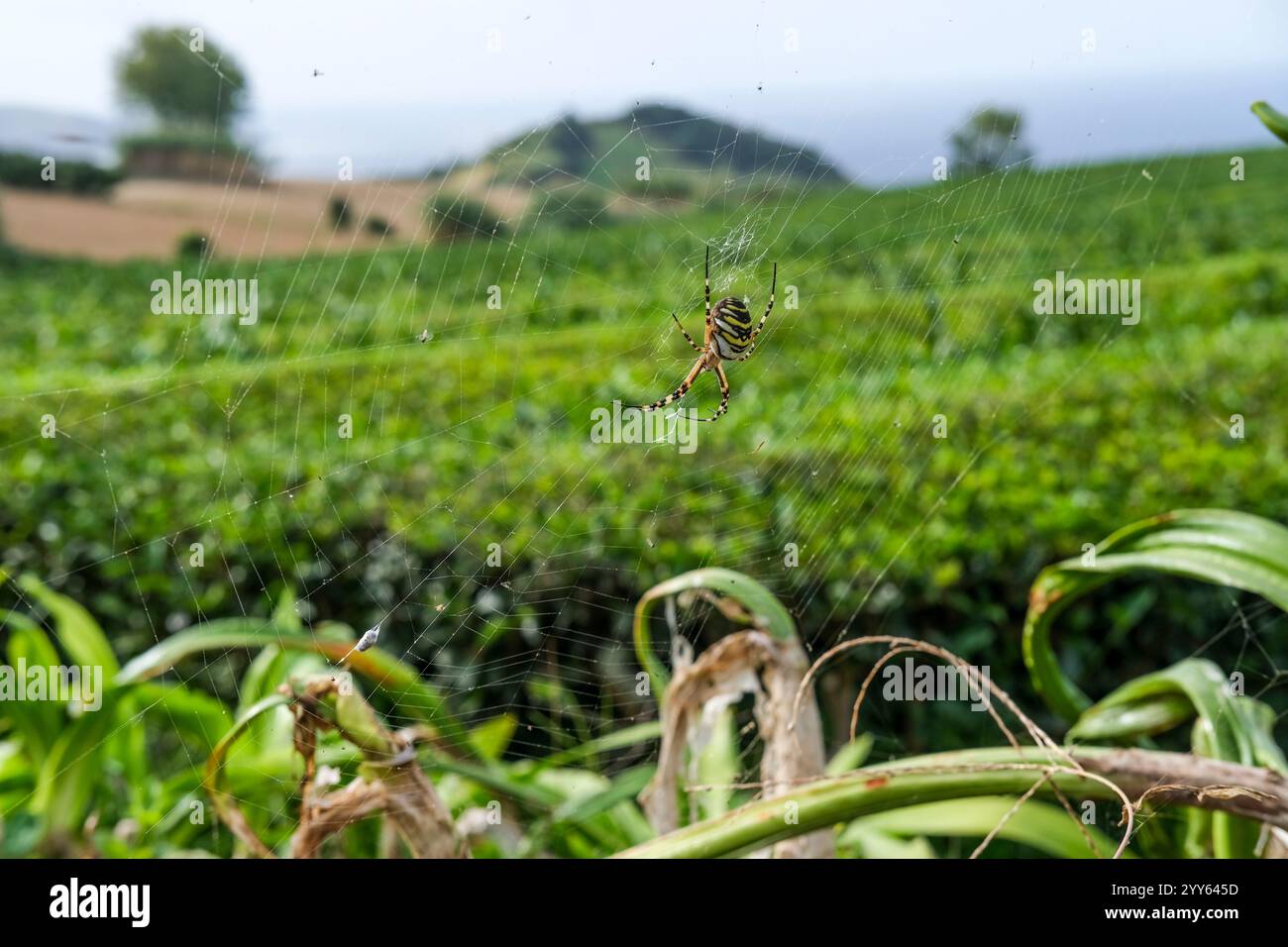 Furnas, Portugal. 02nd Oct, 2024. A wasp spider has built a nest ...