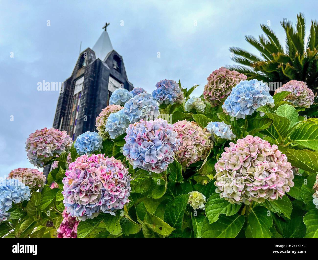 Horta, Portugal. 25th Sep, 2024. Hydrangeas grow on the island of Faial ...