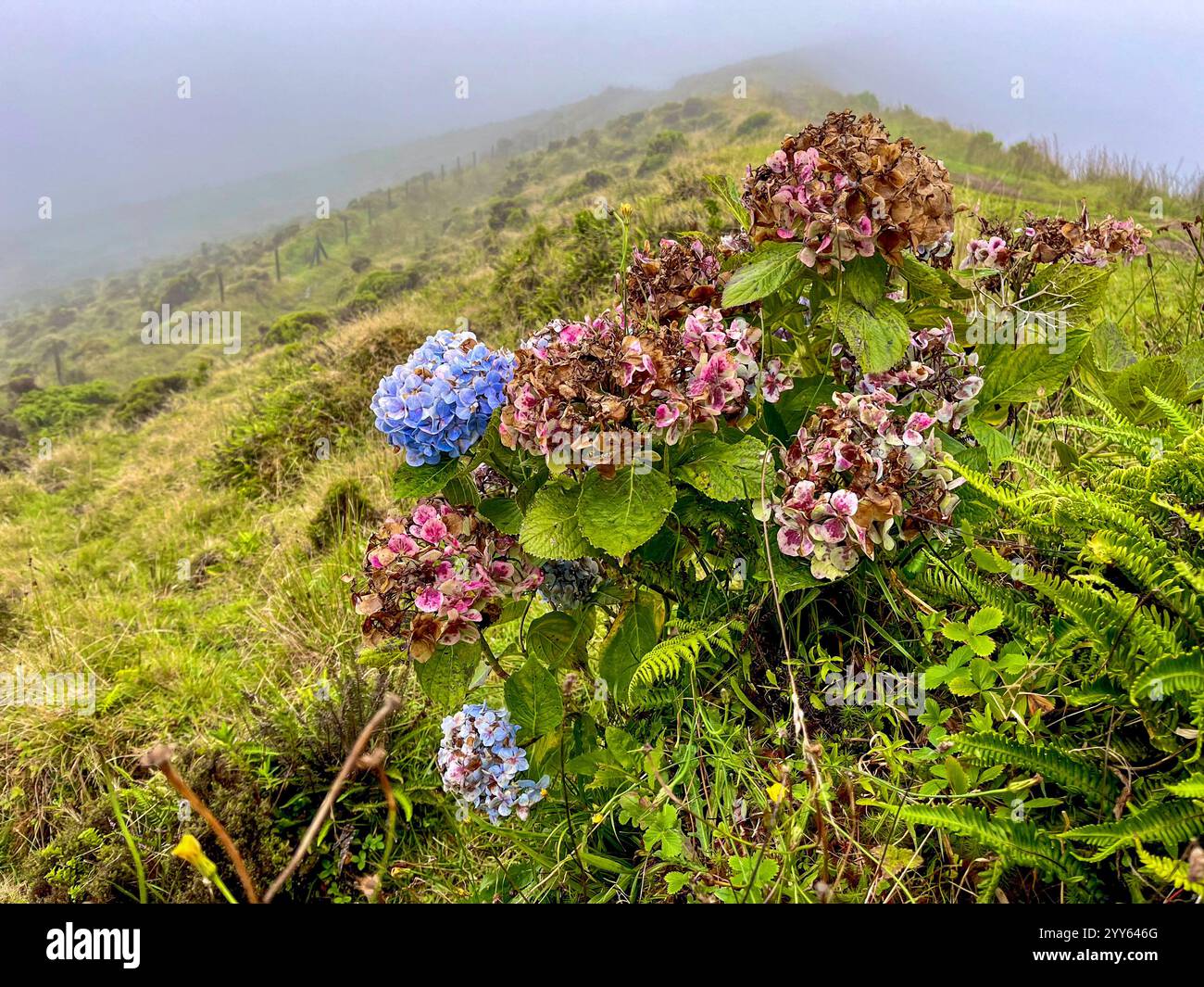 Horta, Portugal. 25th Sep, 2024. Hydrangeas grow on the crater in the ...
