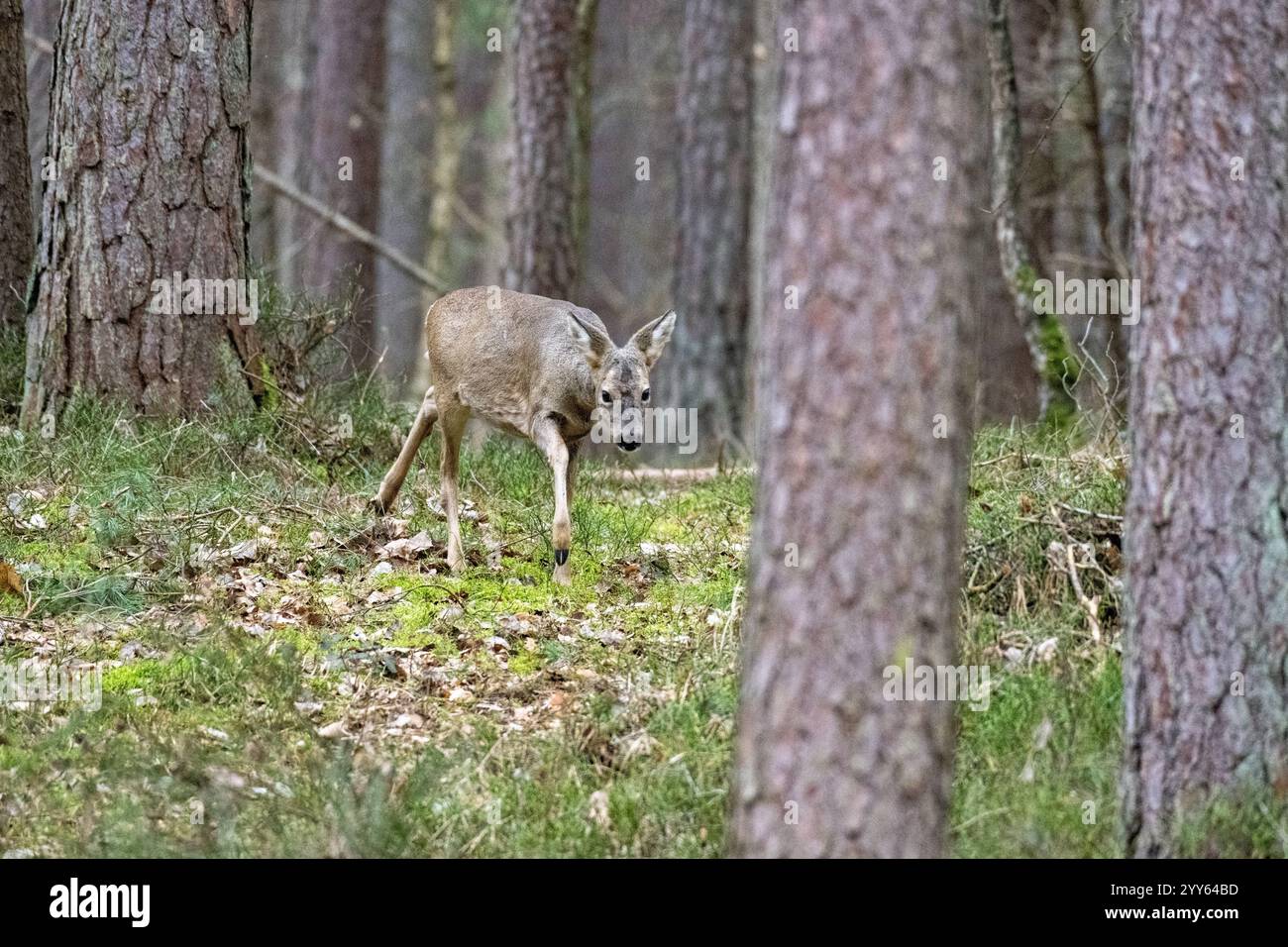 Schneearmen hi-res stock photography and images - Alamy