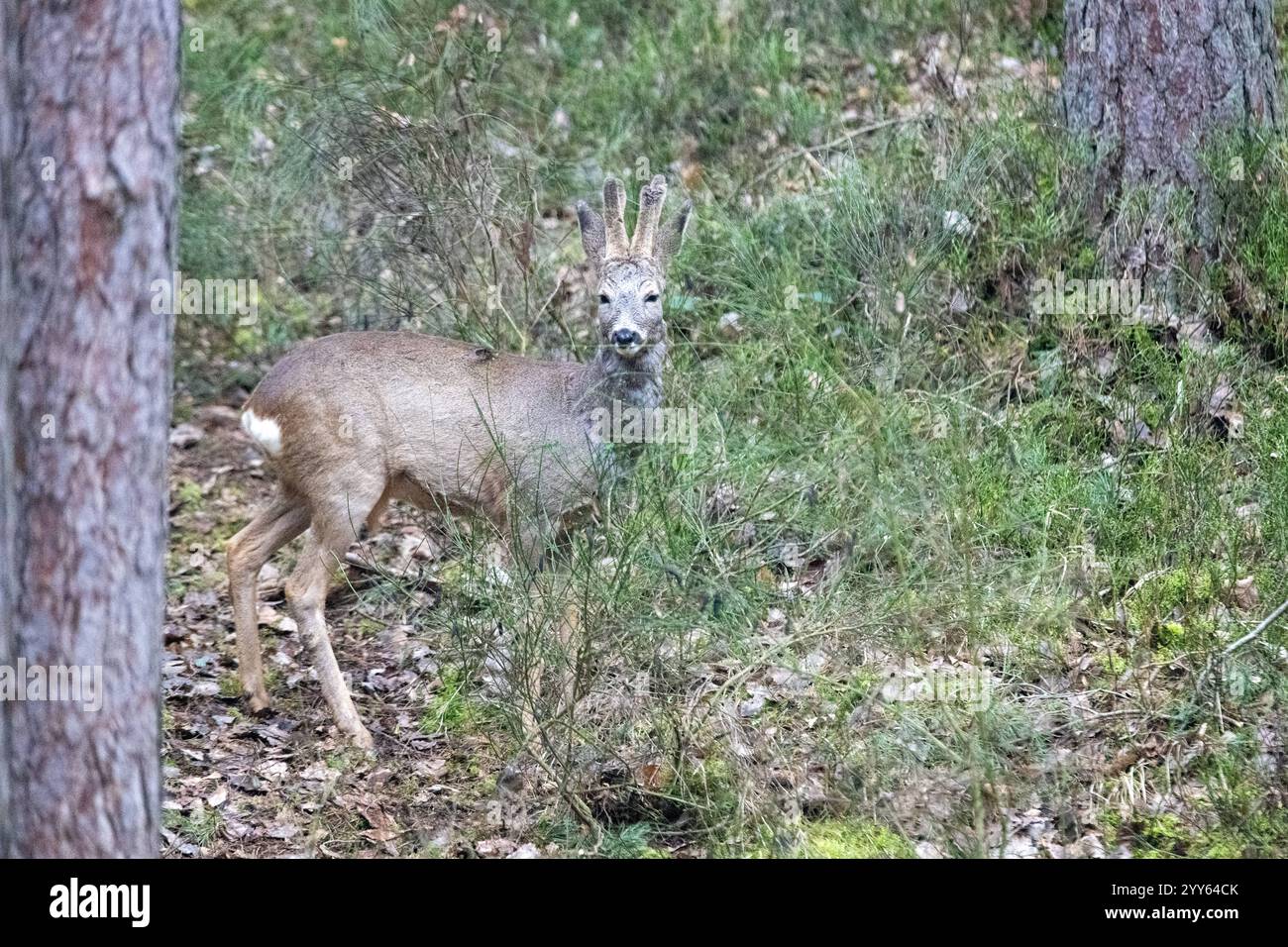 Bastgeweih Rehbock, Februar Rehbock im Wald, Februar Rehbock im Bast ...