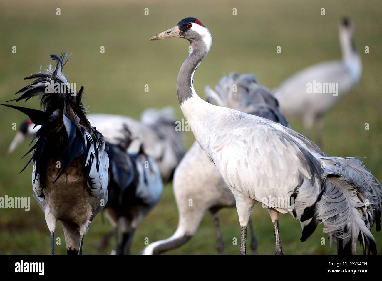 Kranich Kranich Kranich *** Crane Crane Crane Crane Stock Photo - Alamy